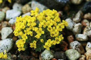 ドラバ・ポリトリカ（Draba polytricha）の育て方 - 山野草を育てる