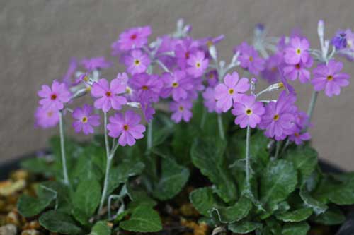 プリムラ・フロンドーサ（Primula frondosa）の育て方 - 山野草を育てるNori＆Wako