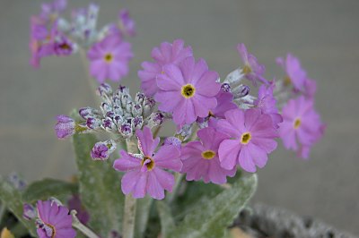 プリムラ・フロンドーサ（Primula frondosa）の育て方 - 山野草を育てるNori＆Wako